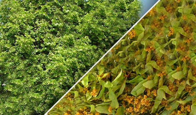 Štiti, smiruje i liječi – Sve prednosti ljekovite lipe - TV Nasice.com